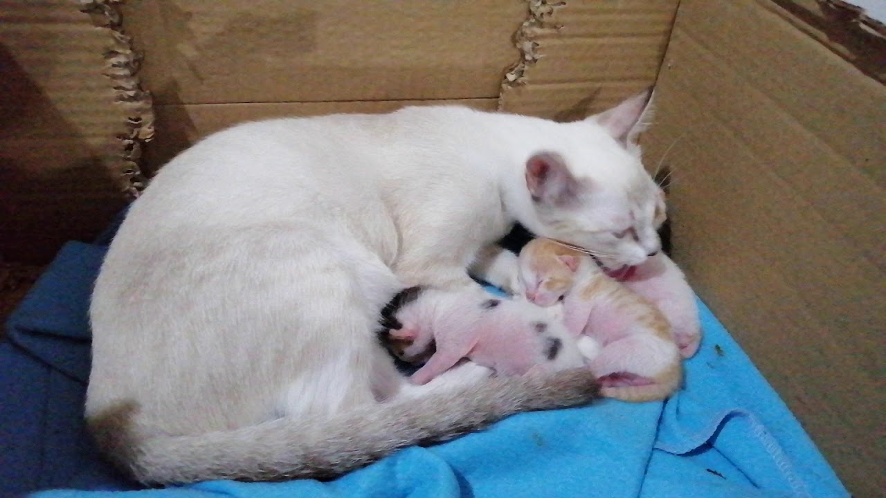 cute new born kittens - YouTube