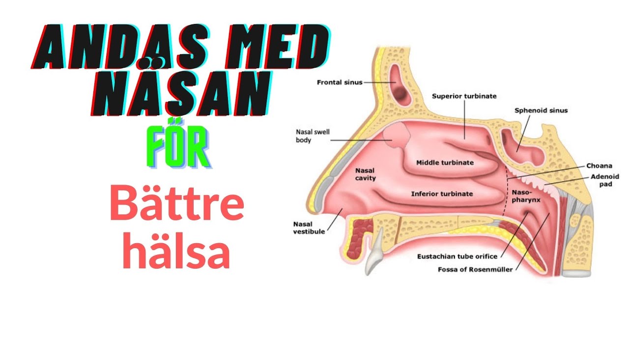 Varför du ska andas med näsan andnings tutorial naprapat förklarar ...
