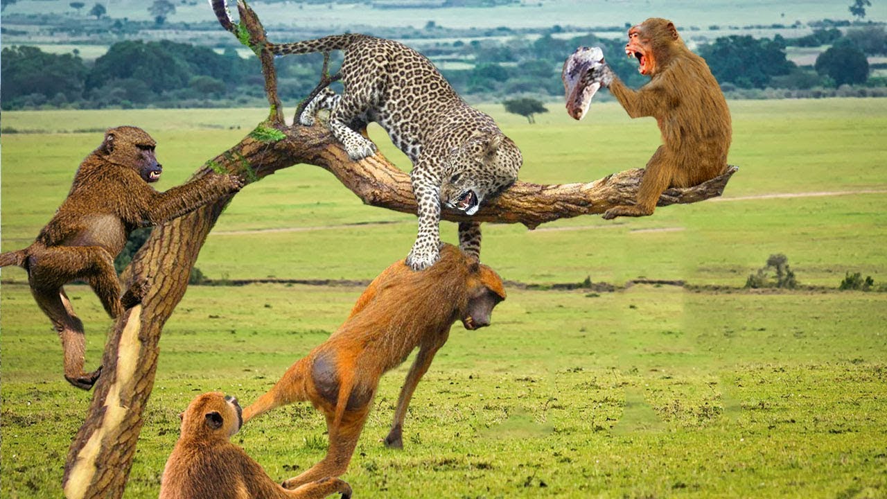 Baboons Are Suddenly Attacked By Jaguars, So They Can't React, The ...