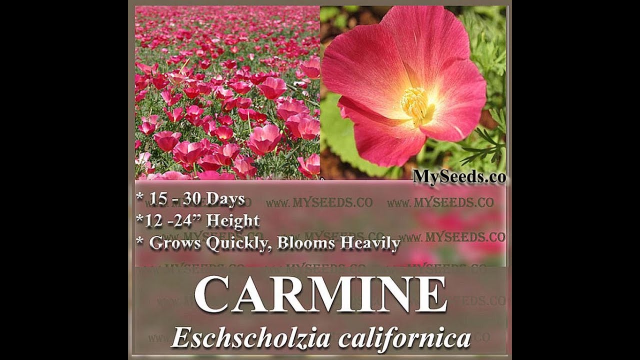 CARMINE KING CALIFORNIA POPPY, Eschscholzia californic FLOWER SEEDS on ...