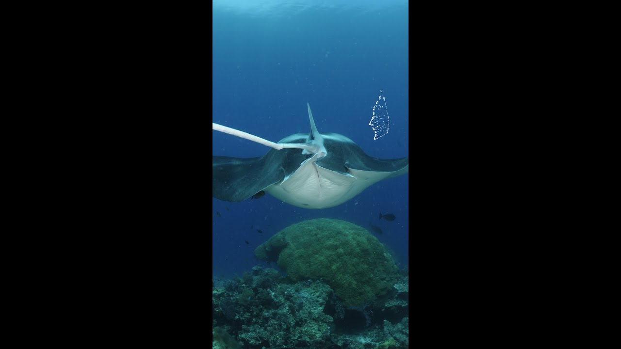 The Mantas of Maamunagau, Maldives - Manta Ray Reproduction - YouTube