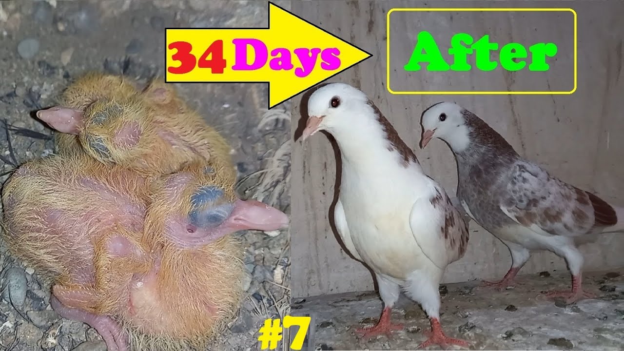 HOW #PIGEONS MATING & LAY EGG & HATCH Chick #Bird & GROW DAY BY DAY(Mr ...