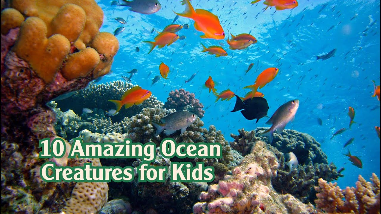 10 Amazing Ocean Creatures for Kids - YouTube