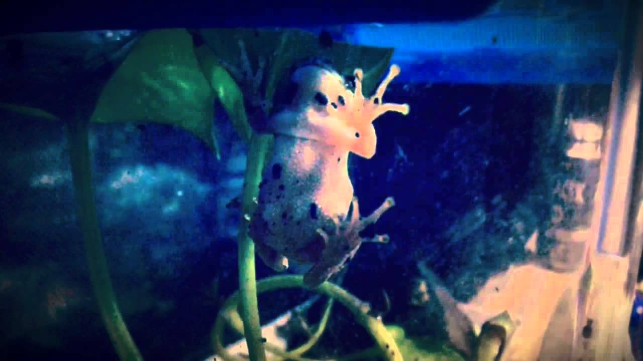 Awesome Frog in home!! - YouTube