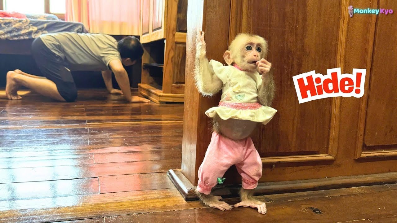 Monkey Kyo's super funny trip - I can't stop laughing | Full Version ...