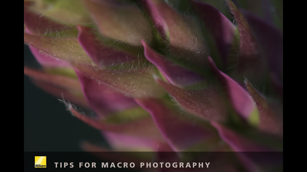 Nikon Smart Tips Video Series - #35 (Macro mode) - YouTube