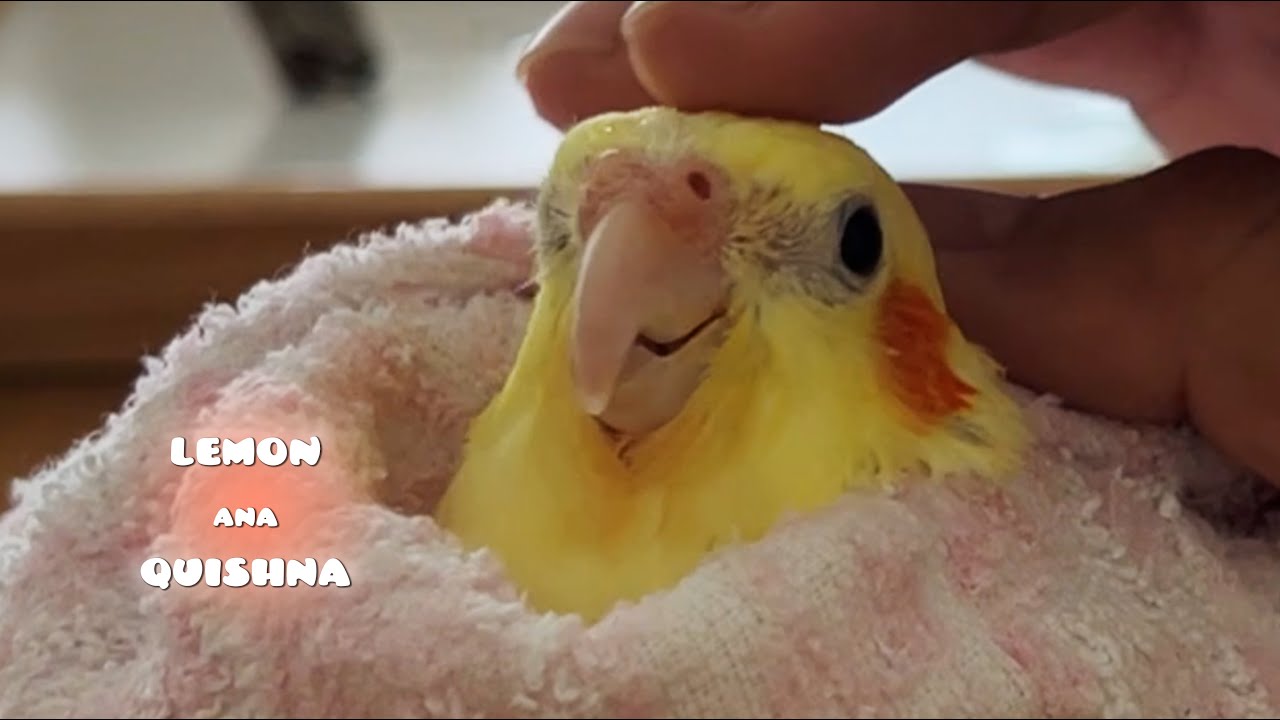 3 Different Reactions when cockatiels being washed in summer - YouTube