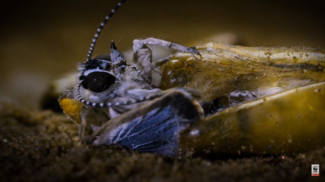 Behind The Scenes Alcon Blue Butterfly YouTube behind-the-scenes-alcon-blue-butterfly-youtube