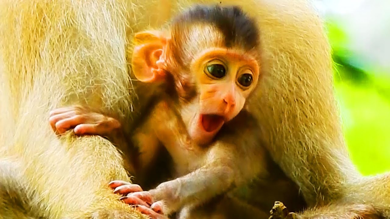 A LITTLE MONKEY BRADY CRYS SEIZURES WITH ROSE MONKEY COS THEY ARE STILL ...