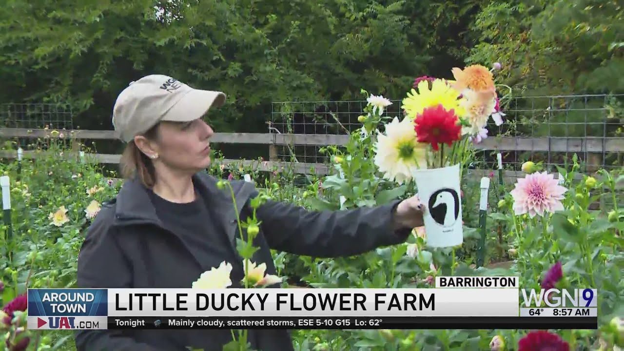 Around Town - Little Ducky U-Pick Flower Farm - YouTube