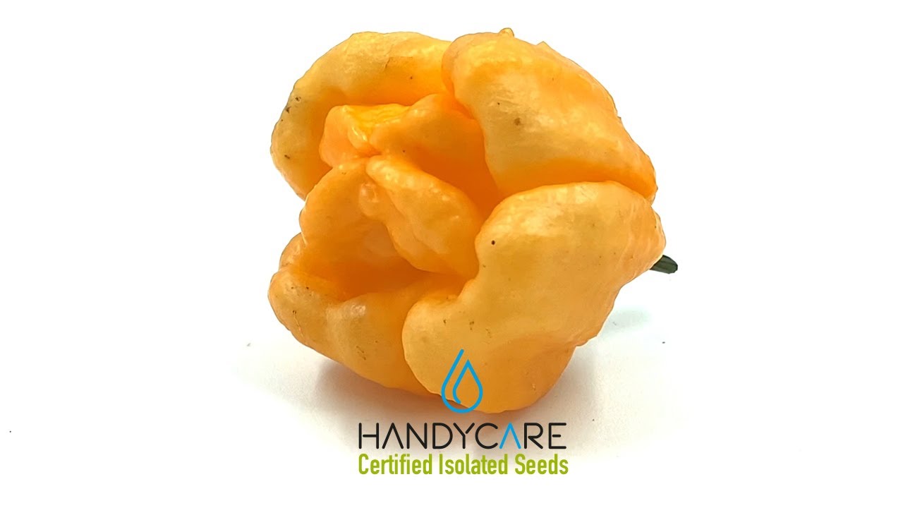 10 SEMI seeds ISOLATI TRINIDAD MORUGA SCORPION PEACH PEPERONCINO ...