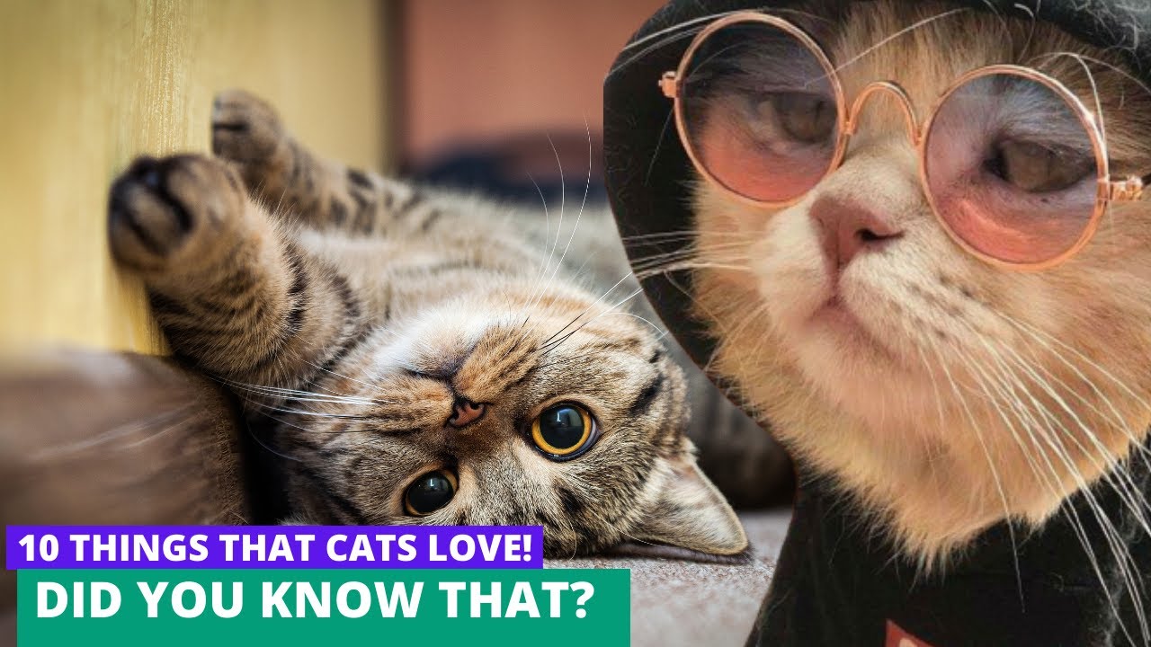 10 things that Cats LOVE! - YouTube