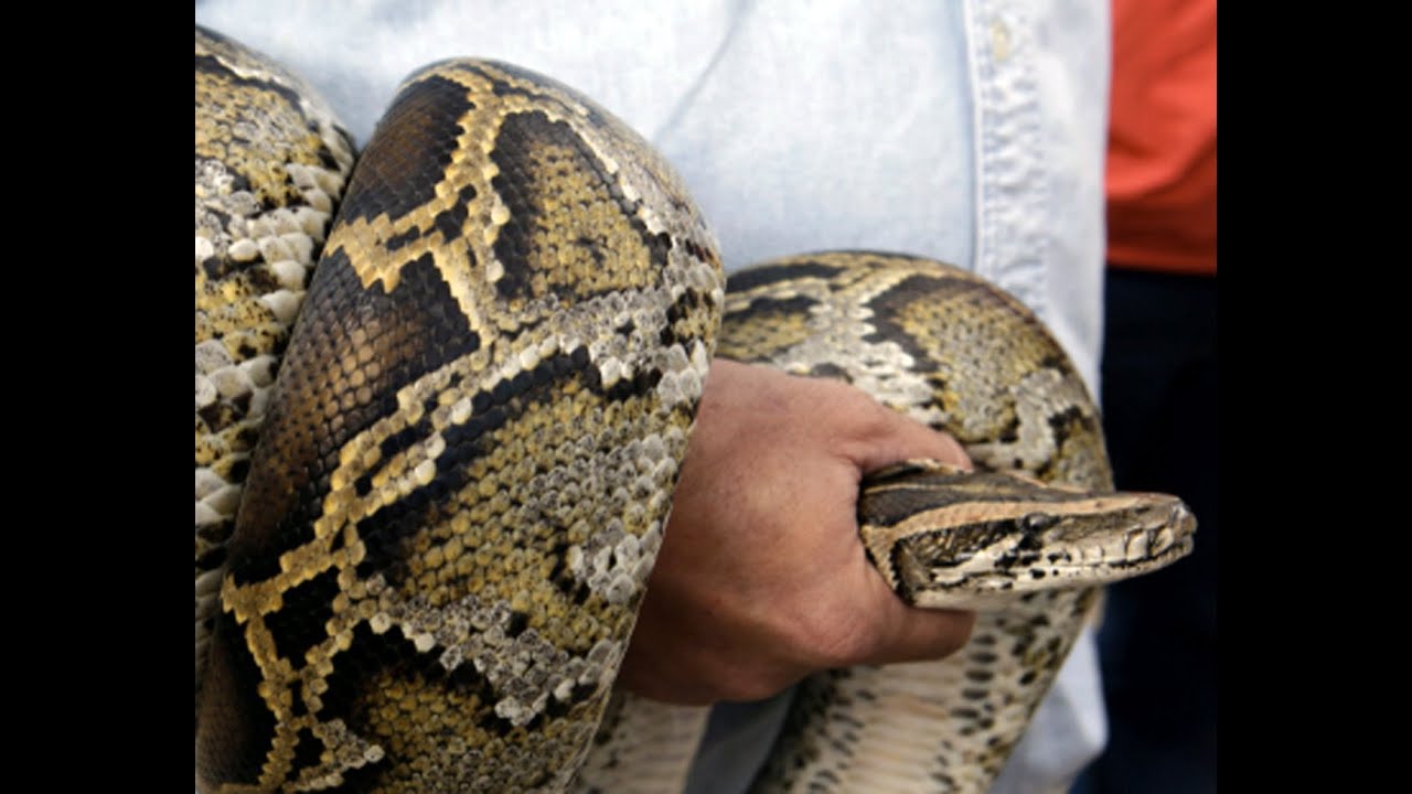 CBS This Morning Python Imports To U S Banned YouTube cbs-this-morning-python-imports-to-u-s-banned-youtube