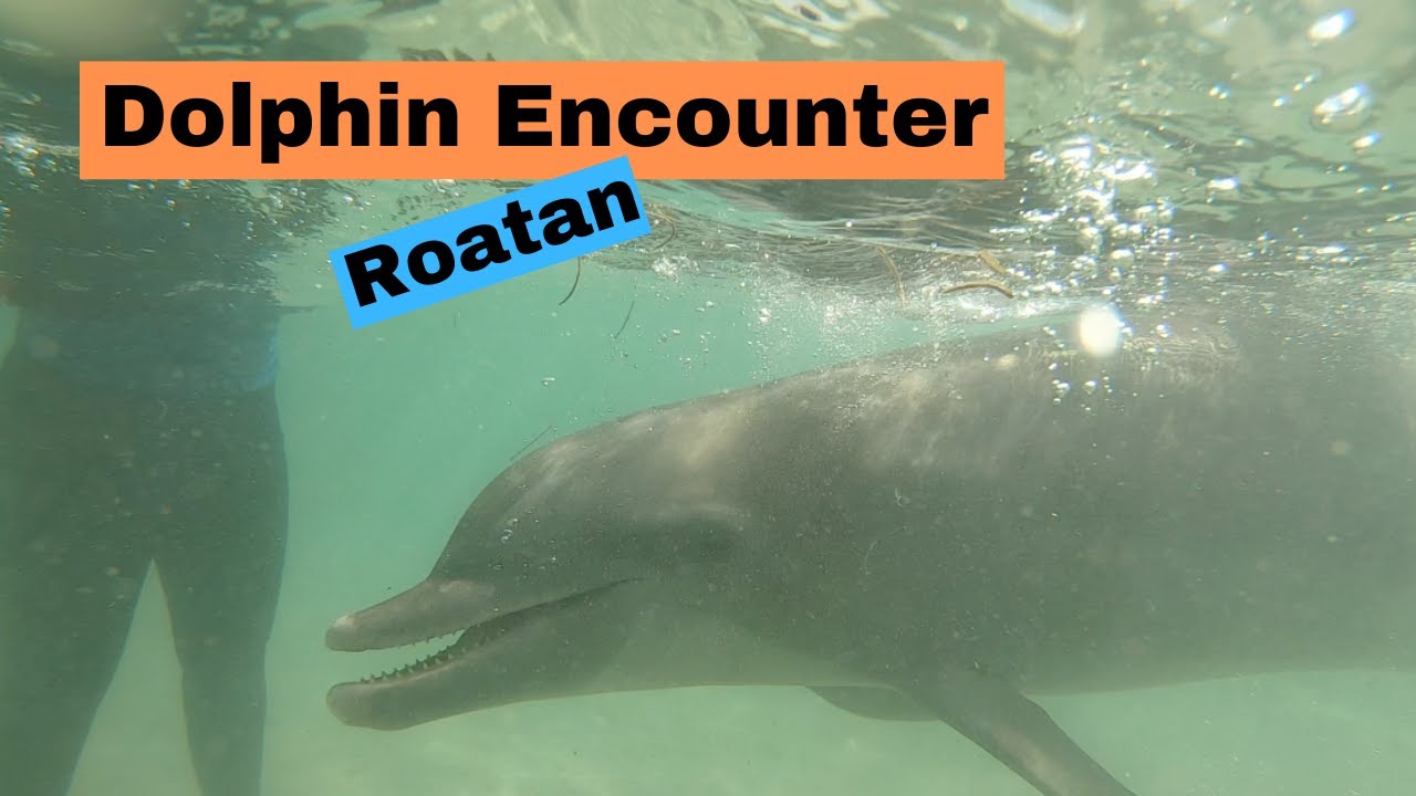 Anthony's Key Resort Dolphin Encounter - YouTube