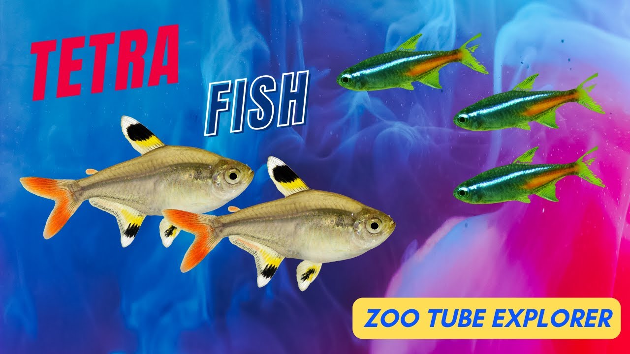 Tetra Fish - YouTube