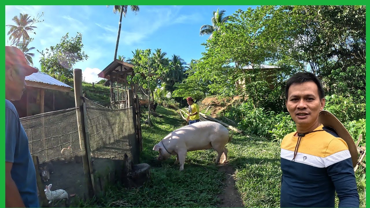 MAGKANO ANG INABOT SA AMING INAHING BABOY..? - YouTube