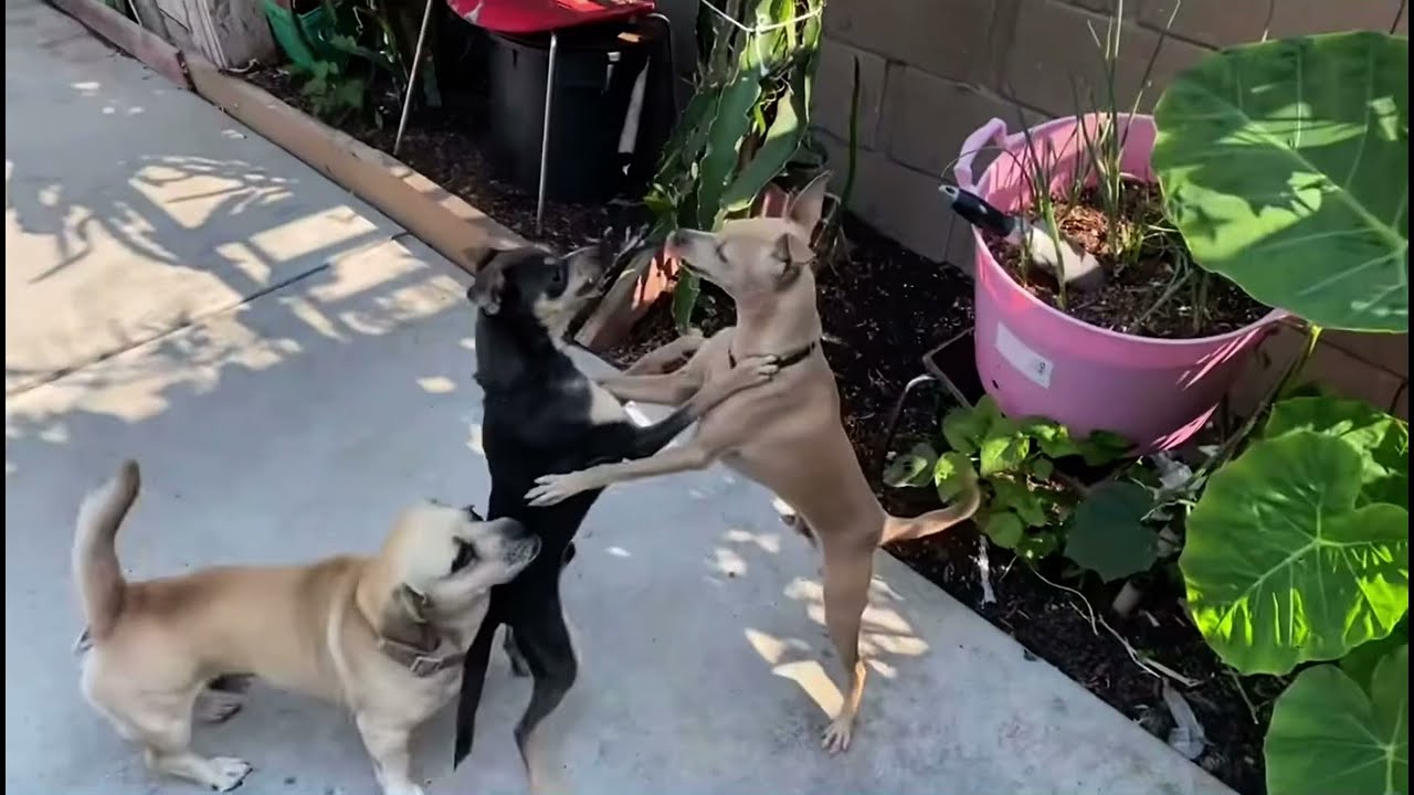 Real street dog fight (viewer discretion) - YouTube