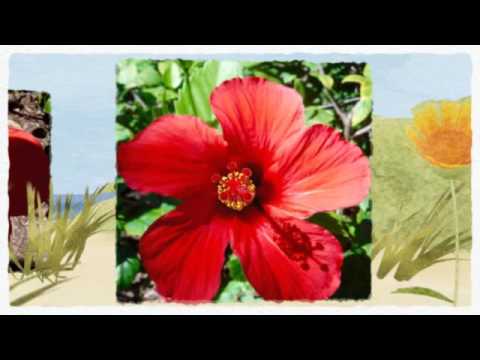 Manjack Cay Video