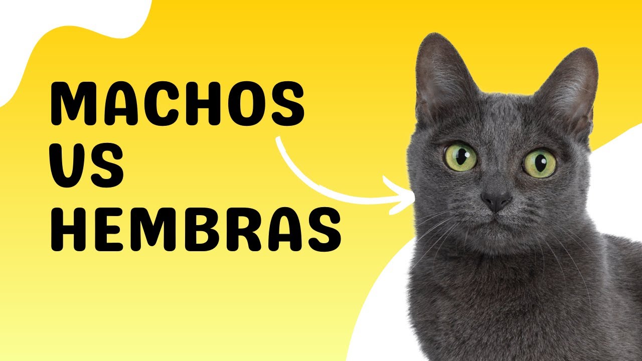 ESTO diferencia A los GATOS MACHOS de las HEMBRAS - YouTube
