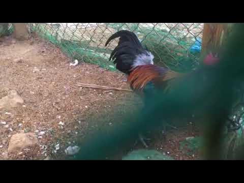 Qaib dib f2 f3 - YouTube