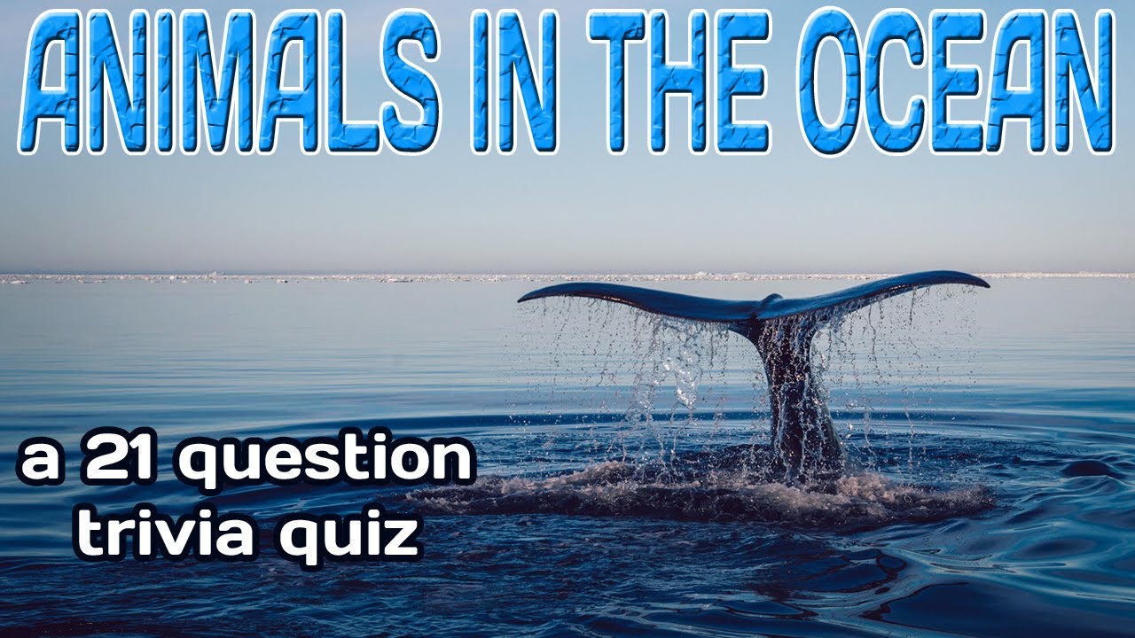 ANIMALS IN THE OCEAN - a 21 question fun trivia game! {ROAD TRIpVIA- ep ...
