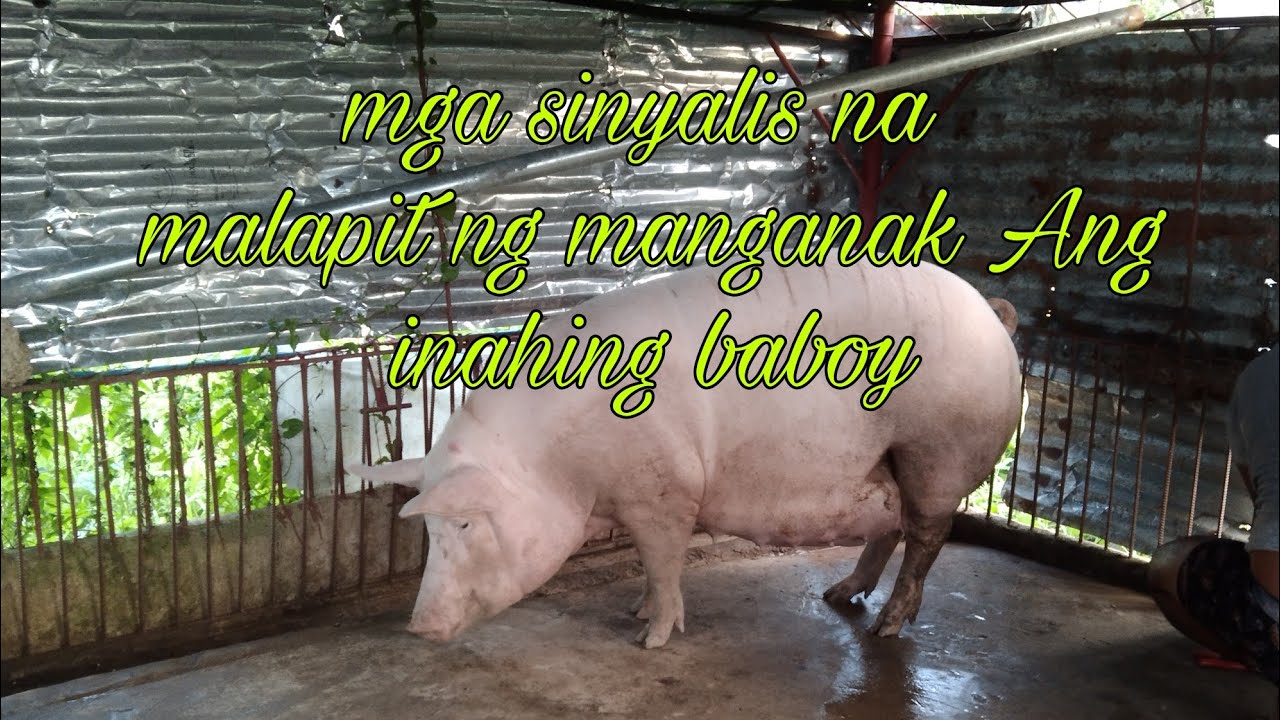 mga sinyalis na malapit na manganak Ang Isang inahing baboy, mga dapat ...