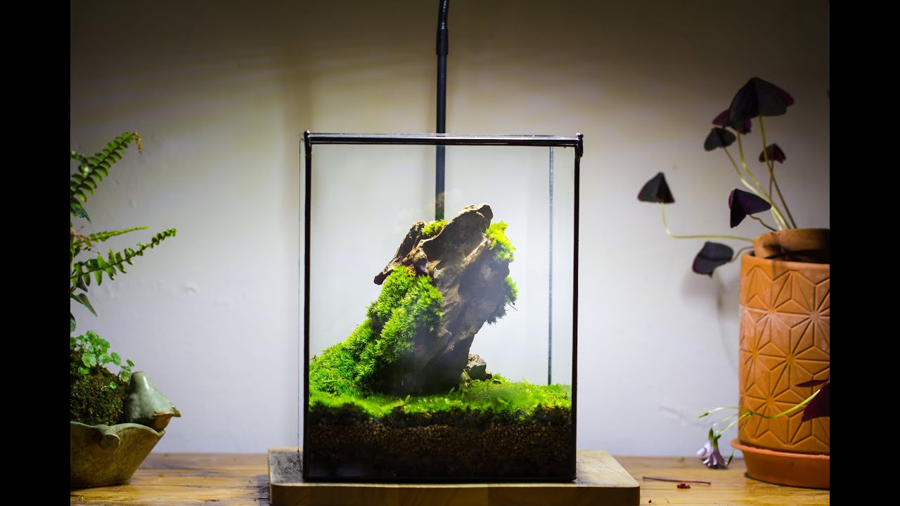 how to make a moss landscape terrarium - YouTube