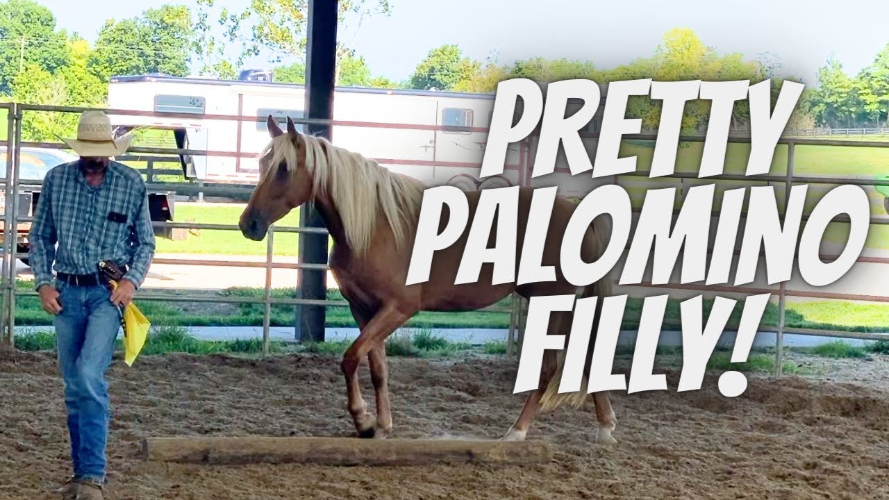 Pretty Palomino Filly | Working at Liberty | PLUS Horse Training ...