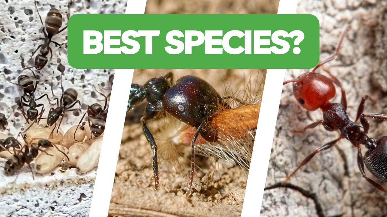 5 Best Ant Species For Beginners! | BRUMA Ants - YouTube
