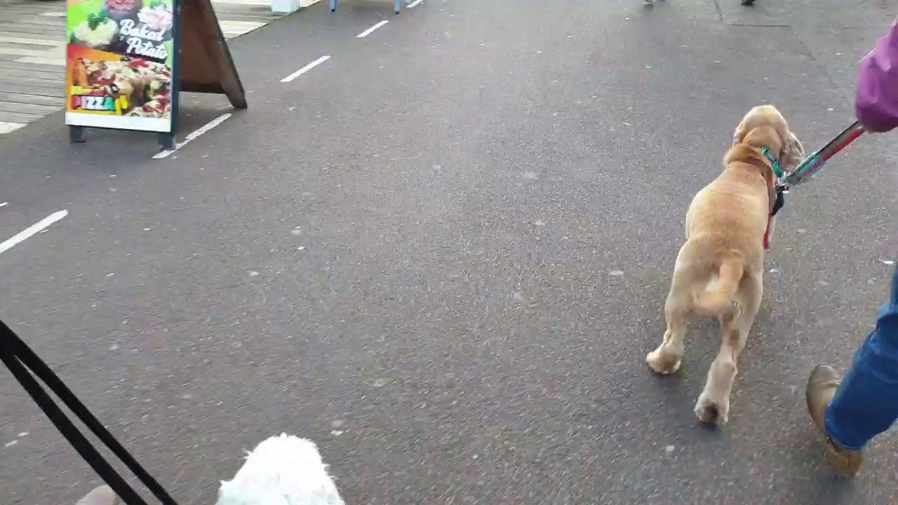 Arlo and Bailey - YouTube