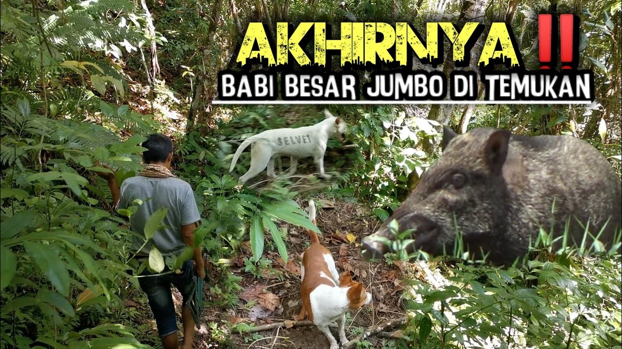 AKHIRNYA.. BABI BESAR JUMBO BERHASIL DI TEMUKAN | Wild Boar Hunting ...