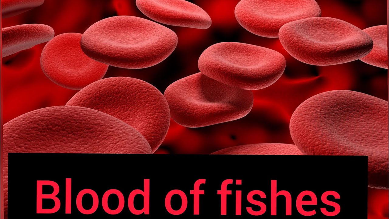 blood of fishes 🐟@Vlogsworld10Mview #trending #biology #papersolution # ...