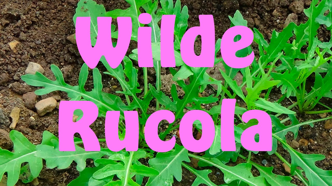 Wilde rucola kweken - YouTube