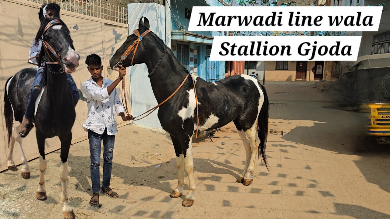 Pure Marwadi ghoda available in Hyderabad | marwad Stallion horse ...