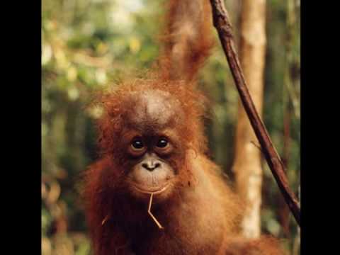 A Funny Monkey Song - YouTube