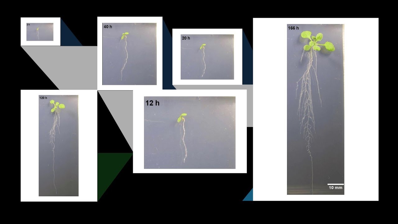 Time-Lapse: Arabidopsis Lateral Root Development in 10 Days - YouTube