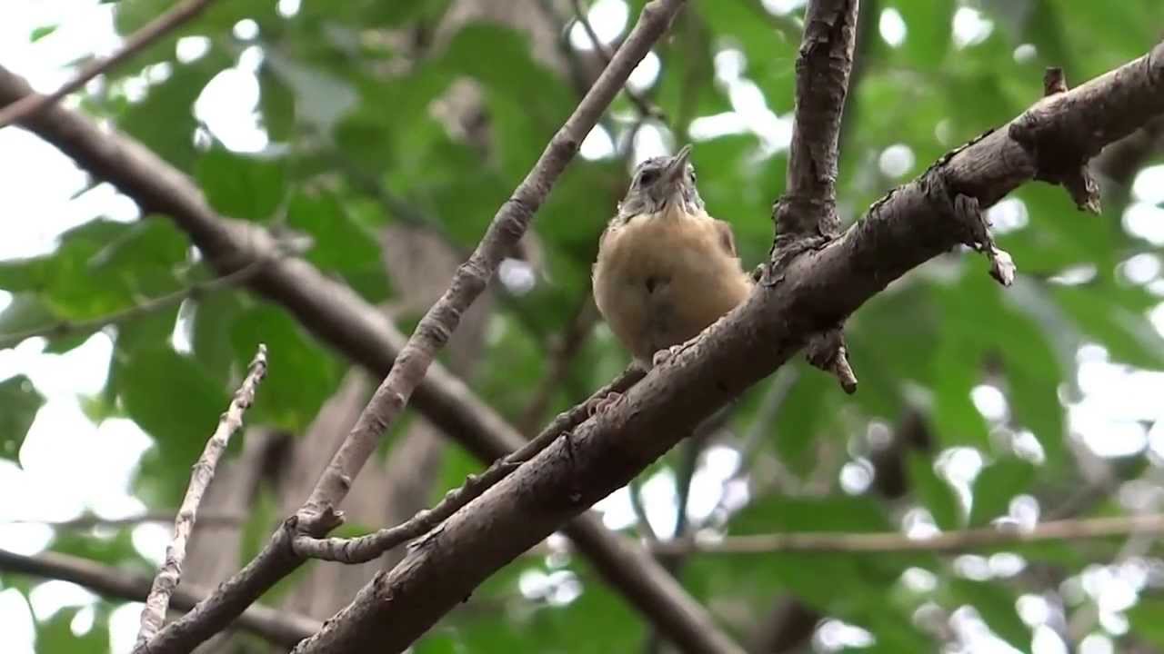 Carolina Wren and Warbler - YouTube