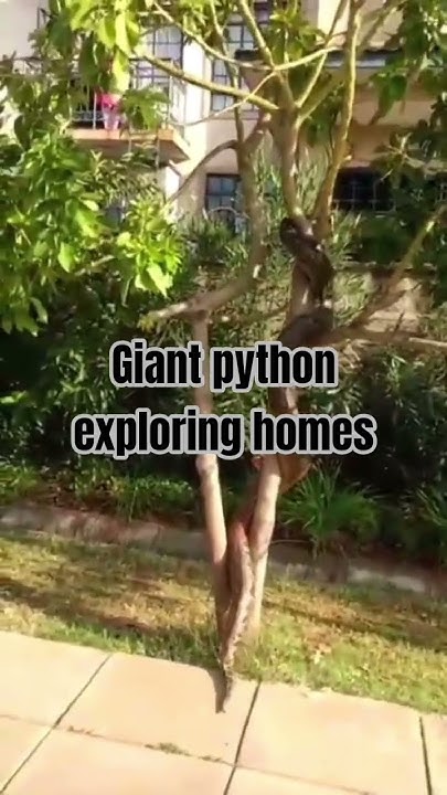 A giant Python Swallows a Cat. - YouTube