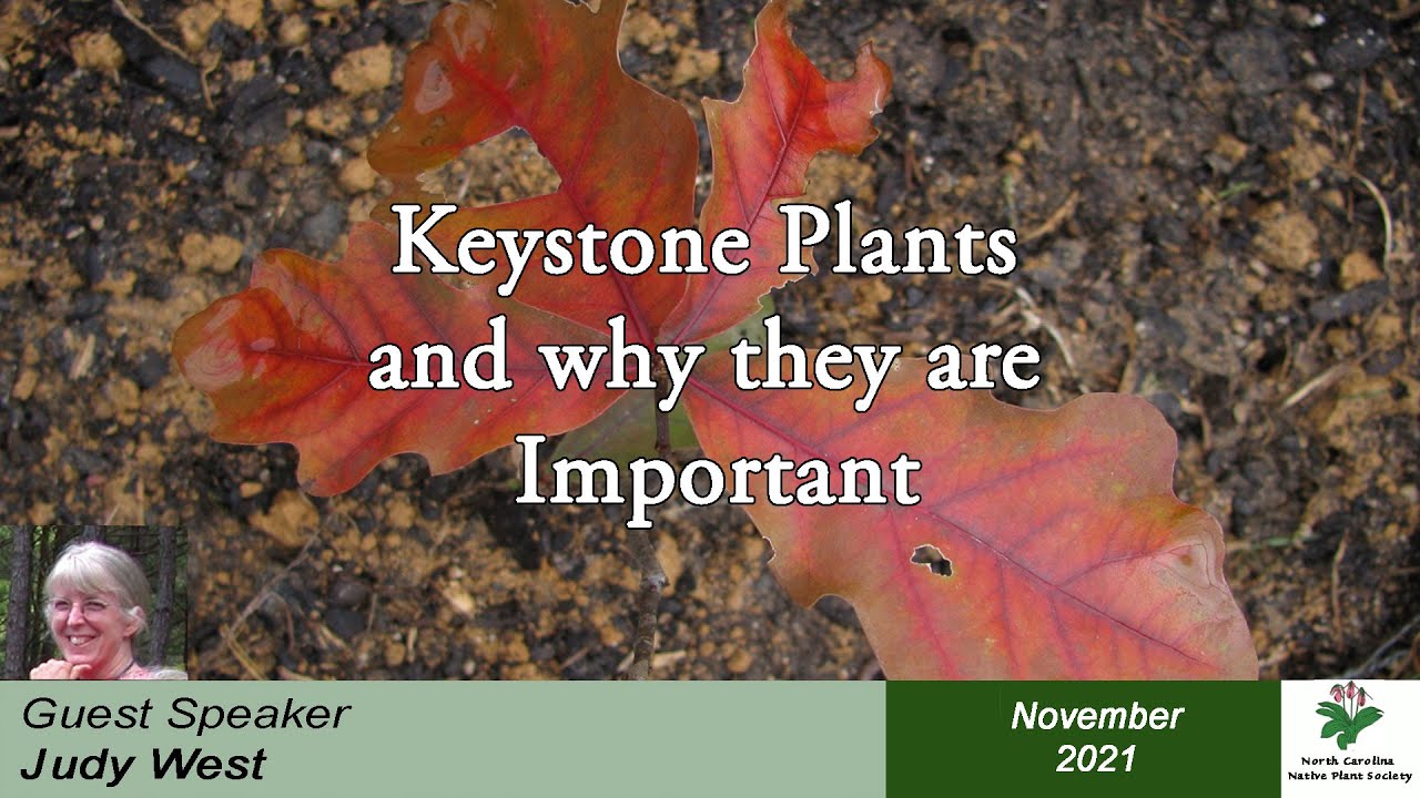Keystone Plants and Why They are Important To Us - YouTube