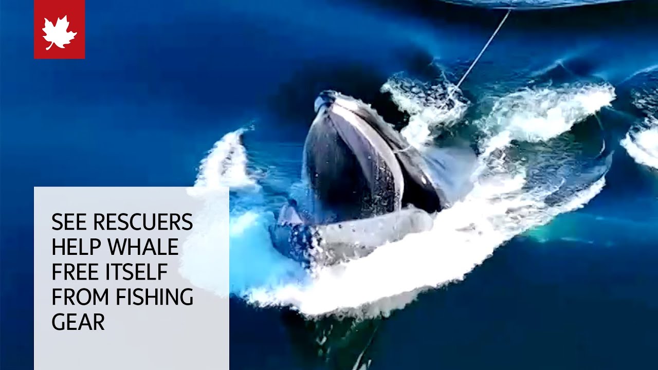 See a humpback whale free itself from fishing gear with the help of ...