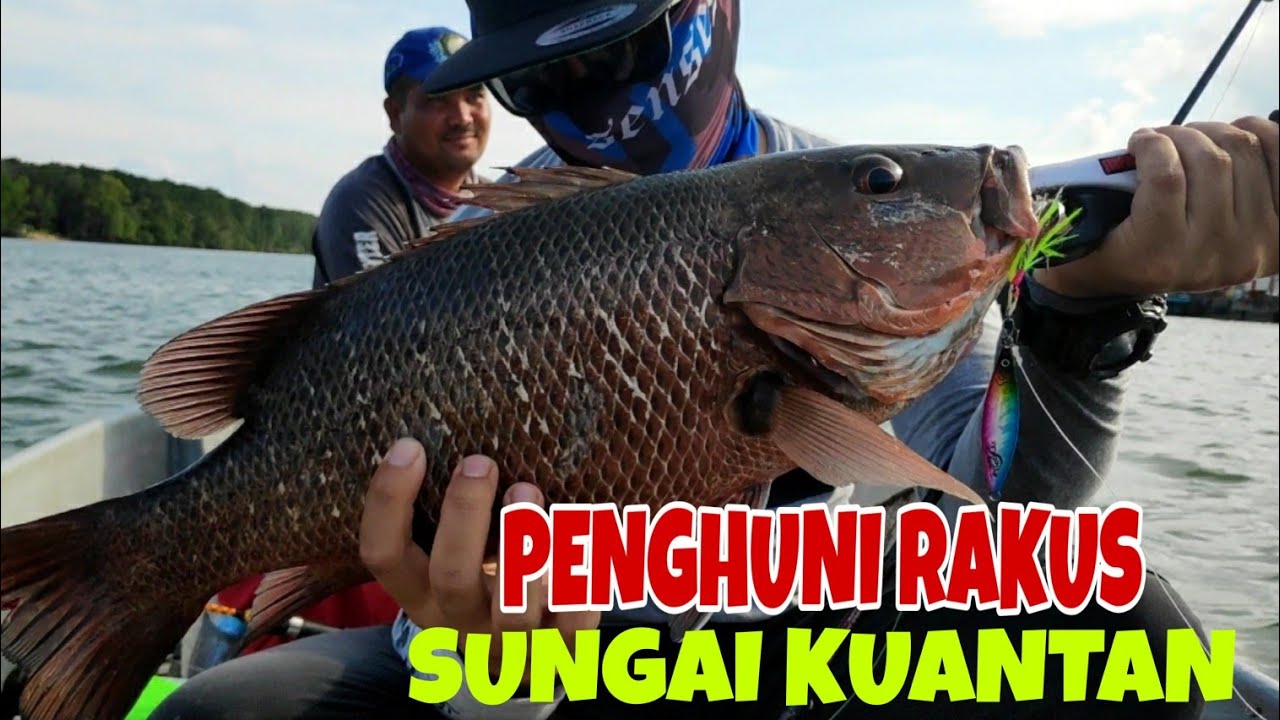 Jiging siakap merah sungai kuantan - YouTube