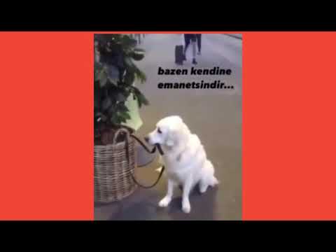 evcil hayvan albümü 2 #doglove #catlove #love #kediköpek #canlar #birkapsubirkapmama