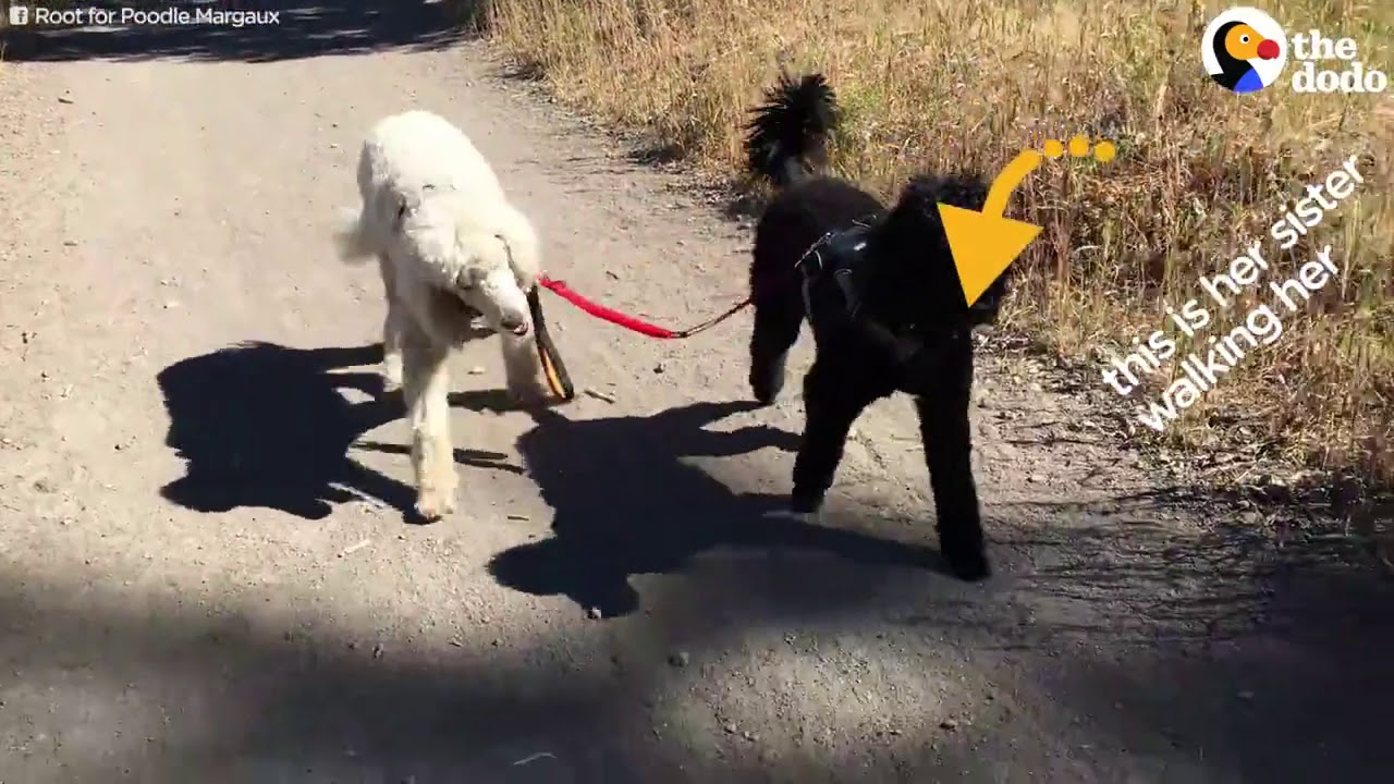 Dodo video of the deaf and blind poodle, Margaux. - YouTube