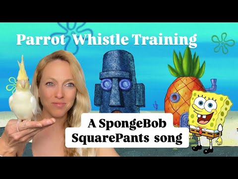 Spongebob - Parrot Whistle Training - YouTube