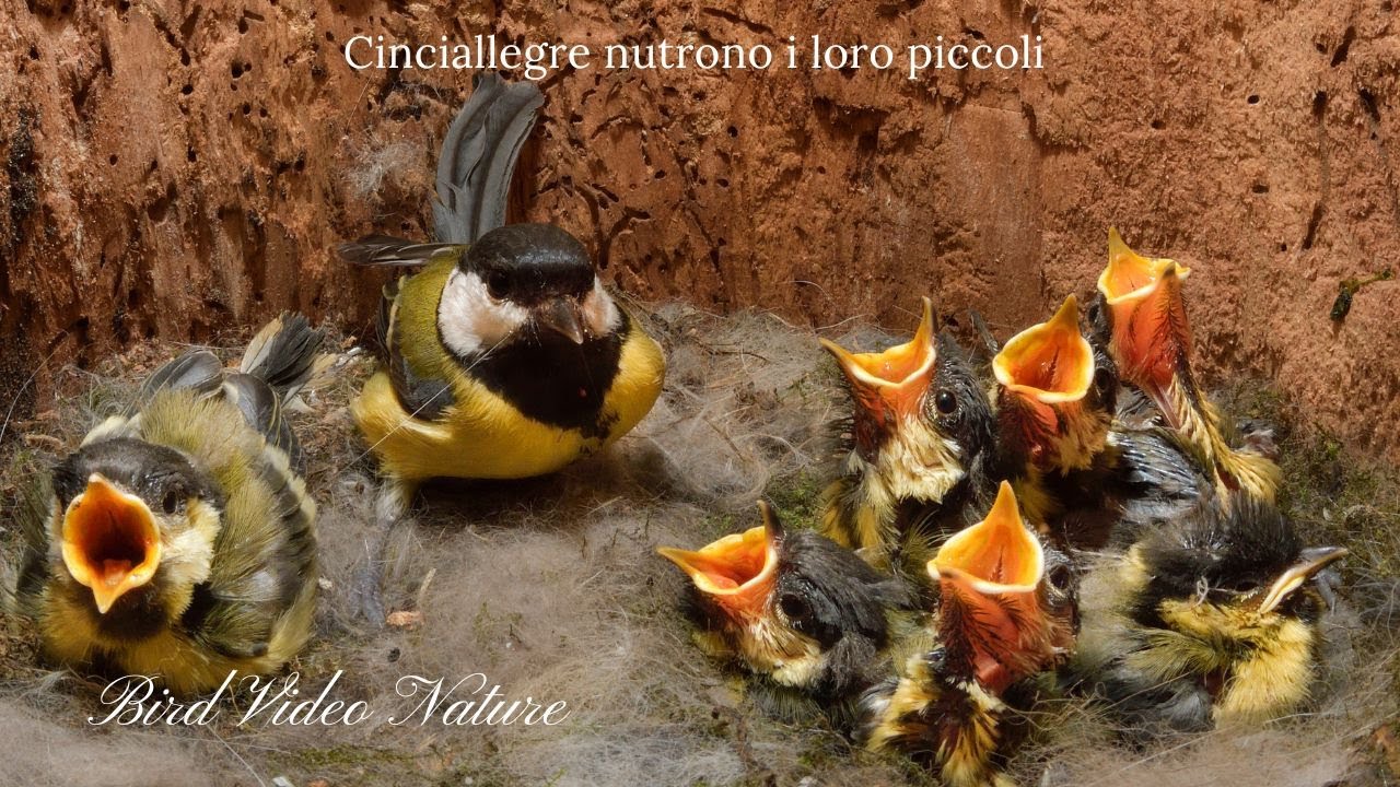 Cinciallegre nutrono i piccoli nel nido !! - YouTube