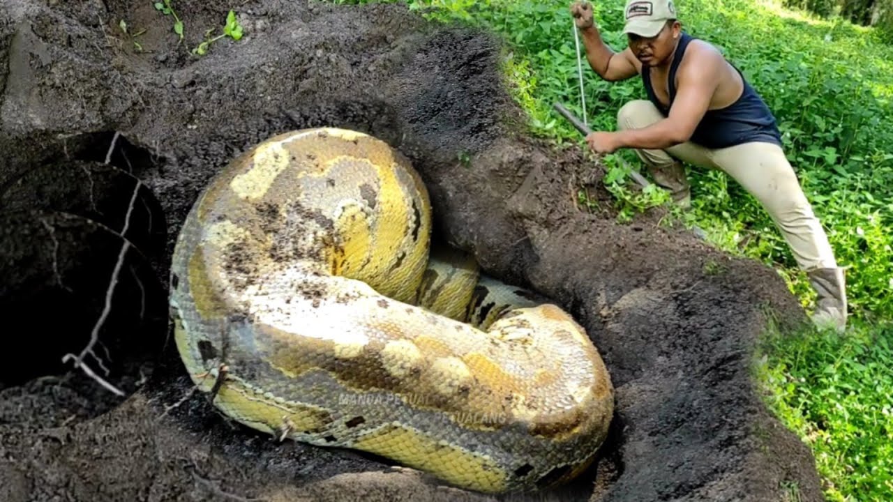 MERINDING SAAT SEEKOR SOSOK MONSTER ULAR BUNTET PYTHON BESAR BERHASIL ...