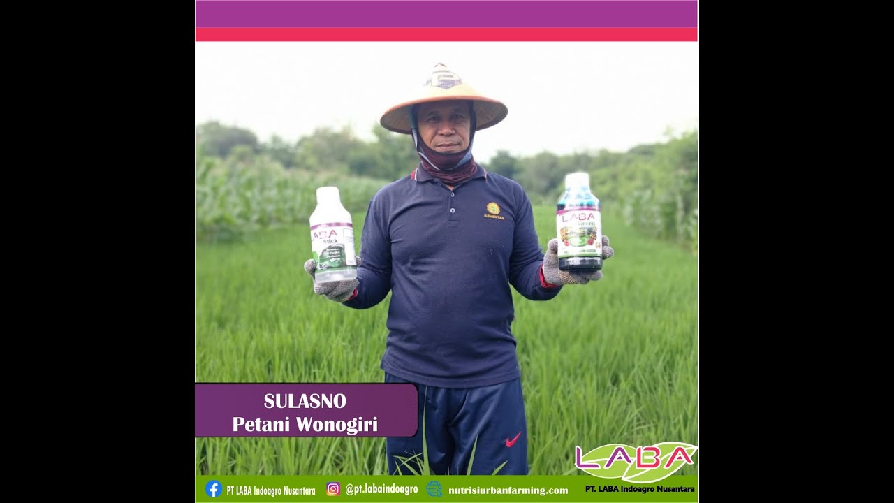 Testimoni Penggunaan LABA GREEN dan LABA STICK - YouTube