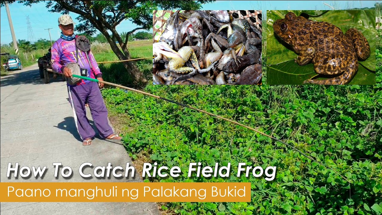 How To Catch Rice Field Frog Paano Manghuli Ng Palakang Bukid YouTube how-to-catch-rice-field-frog-paano-manghuli-ng-palakang-bukid-youtube