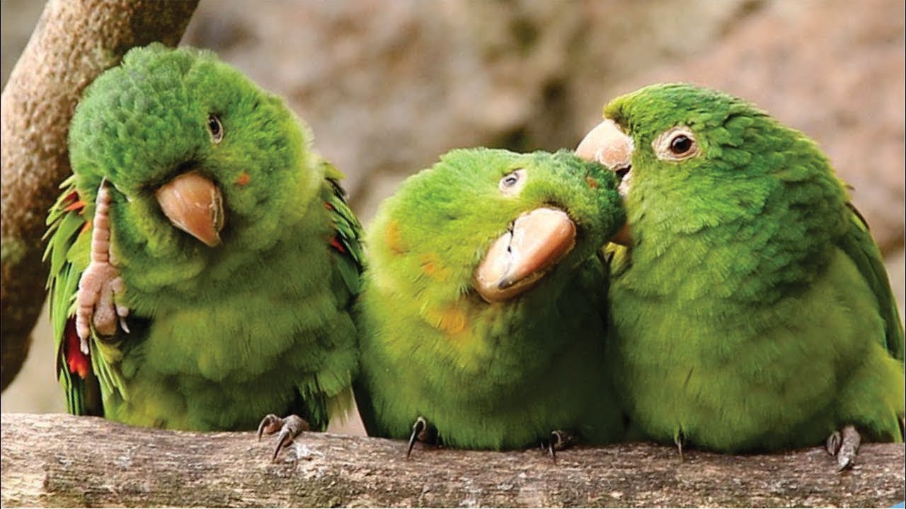 Periquito Verde Cantando e Assobiando | Parakeet - YouTube