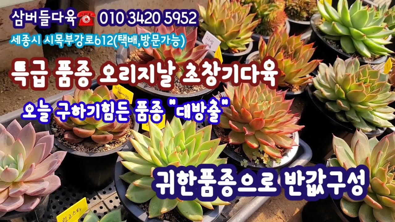 세종삼버들다육 초창기창다육 귀한품종대방출🍁반값할인구성🍁오리지널초기야생마리아 미국야생베션 레드다이아몬드 알파등succulents